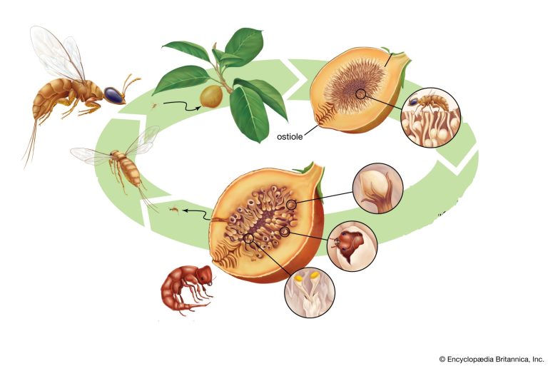 Viola - I colori di Agosto - Il blog di Martina viola